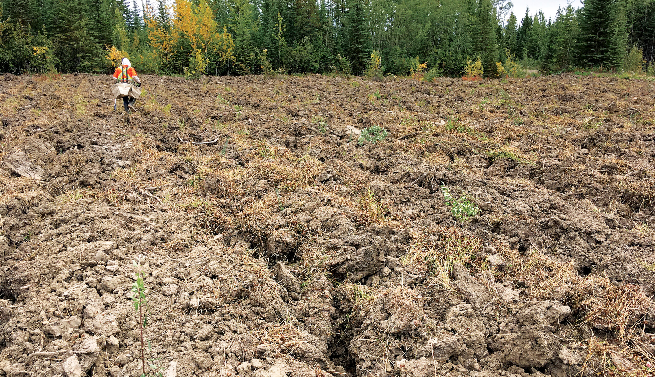 Reclamation in Northern B.C. | Millennium EMS Solutions Ltd.
