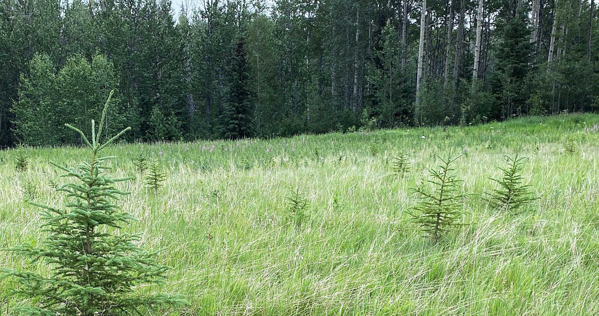 Reclaim Forested Sites | Millennium EMS Solutions Ltd.