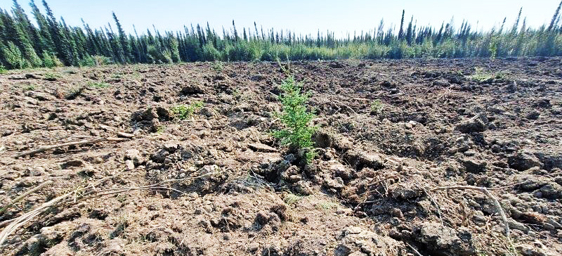 Reclaim Forested Sites | Millennium EMS Solutions Ltd.