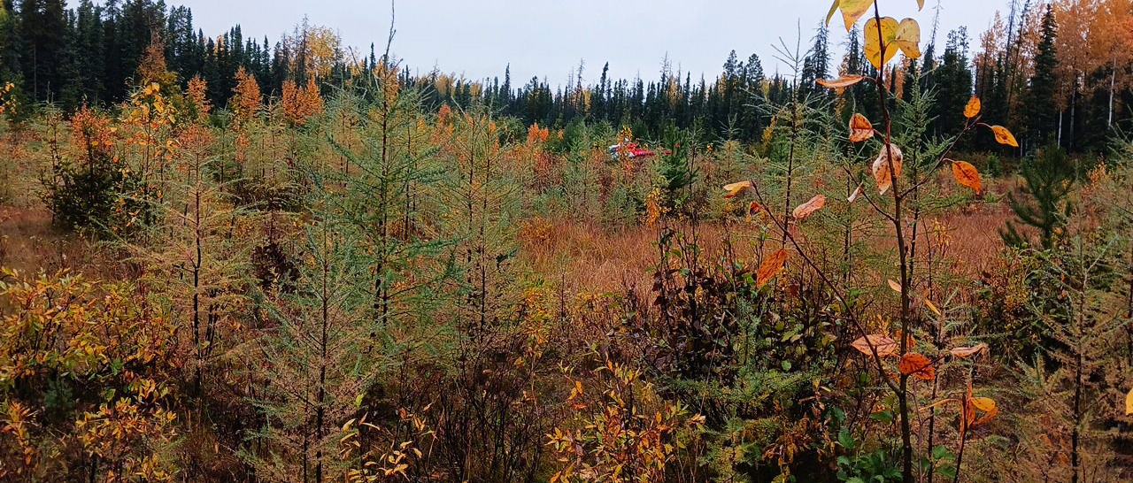 Reclaim Forested Sites | Millennium EMS Solutions Ltd.